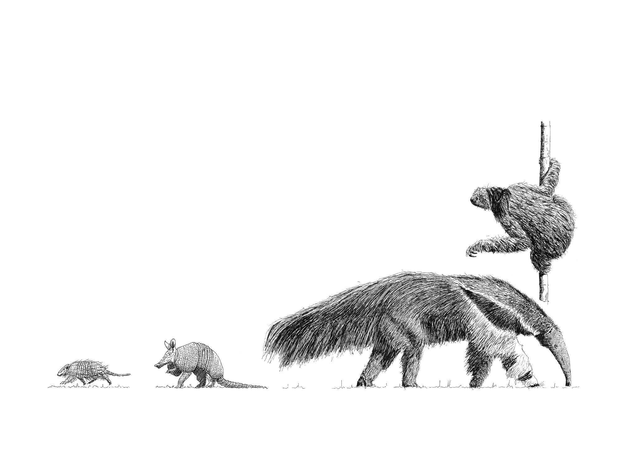 Sloths, Anteaters and Armadillos | Black/White Poster | Sketchy Blenny