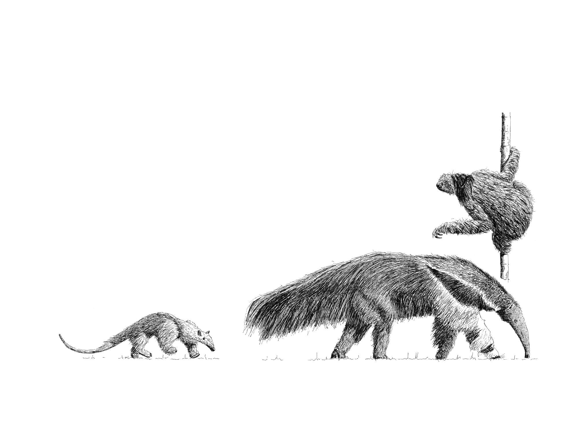 Anteaters and sloths | Black/White Posters/Prints | Sketchy Blenny