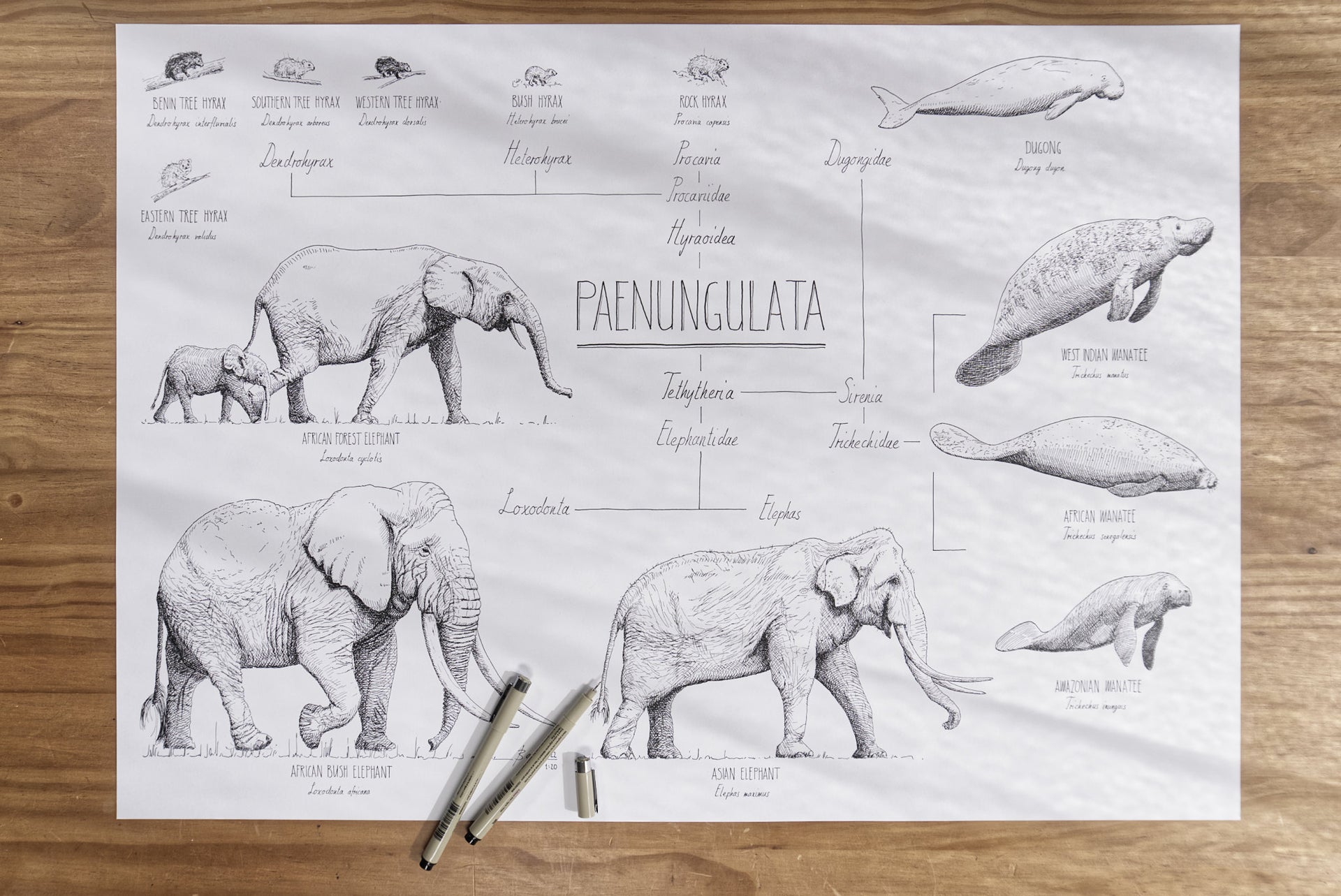 Elephant, Hyrax, Manatee | Poster 70x50cm / 28x20" | Sketchy Blenny